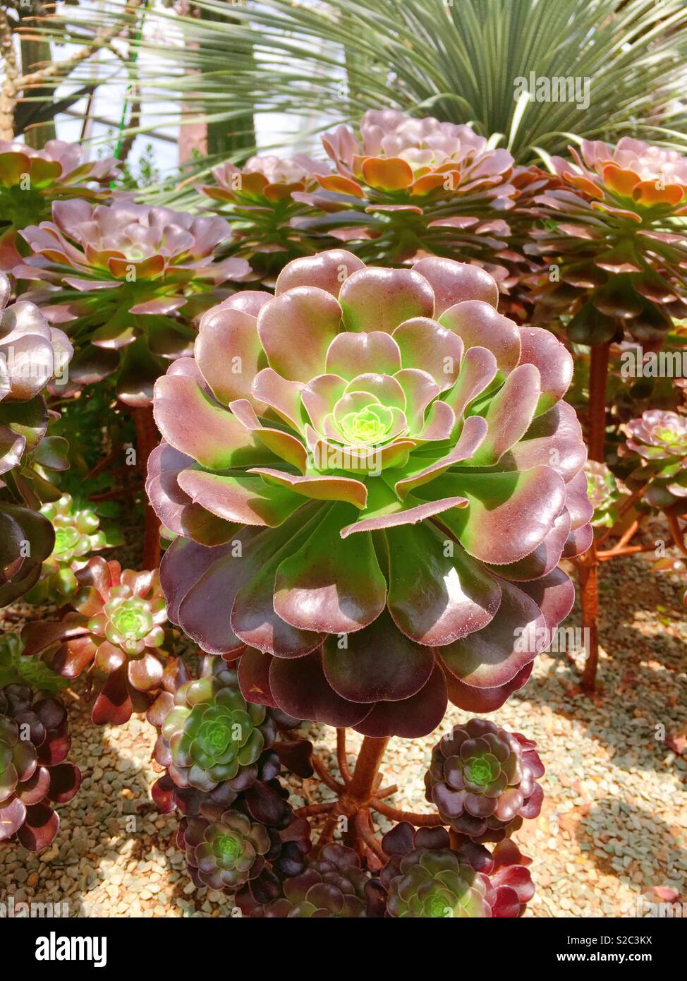 Pretty Succulents High Resolution Stock Photography and Images - Alamy