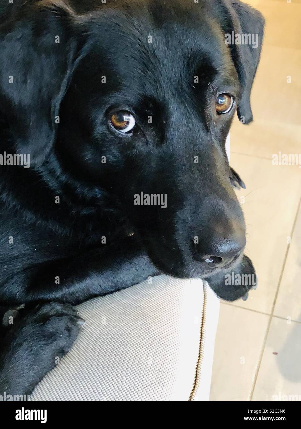 Guilty look dog hi-res stock photography and images - Alamy