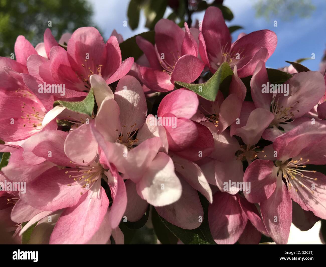 Blooms spring hi-res stock photography and images - Alamy