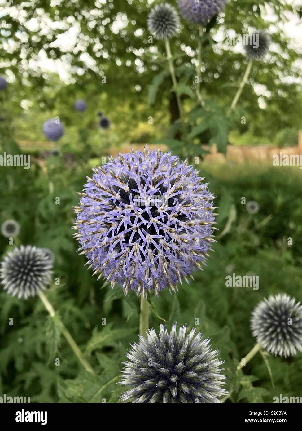 Blue allium hi-res stock photography and images - Alamy
