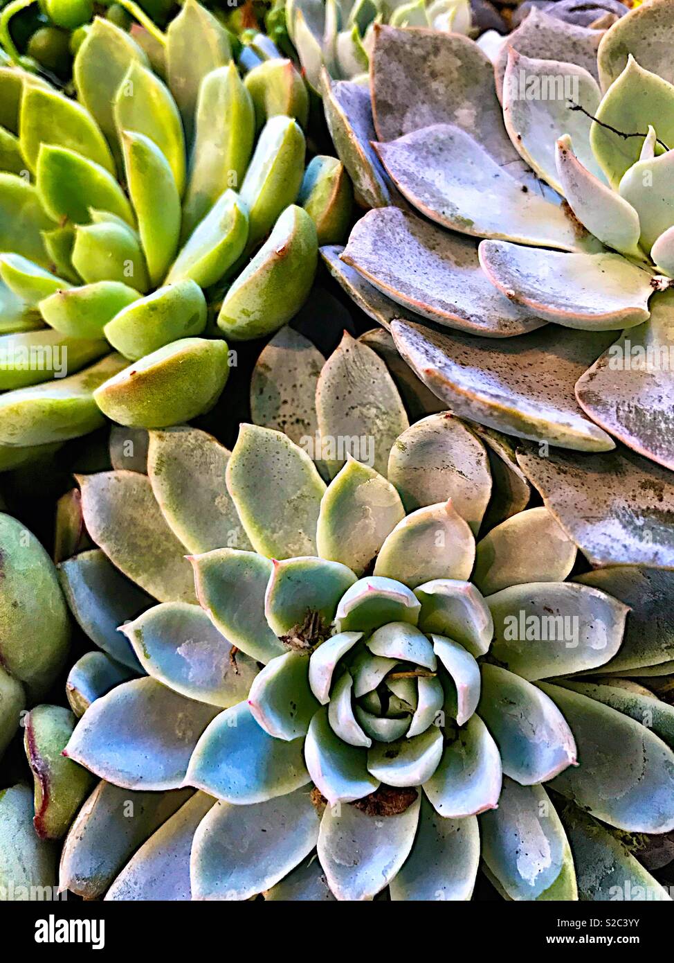 Closeup succulents hi-res stock photography and images - Alamy