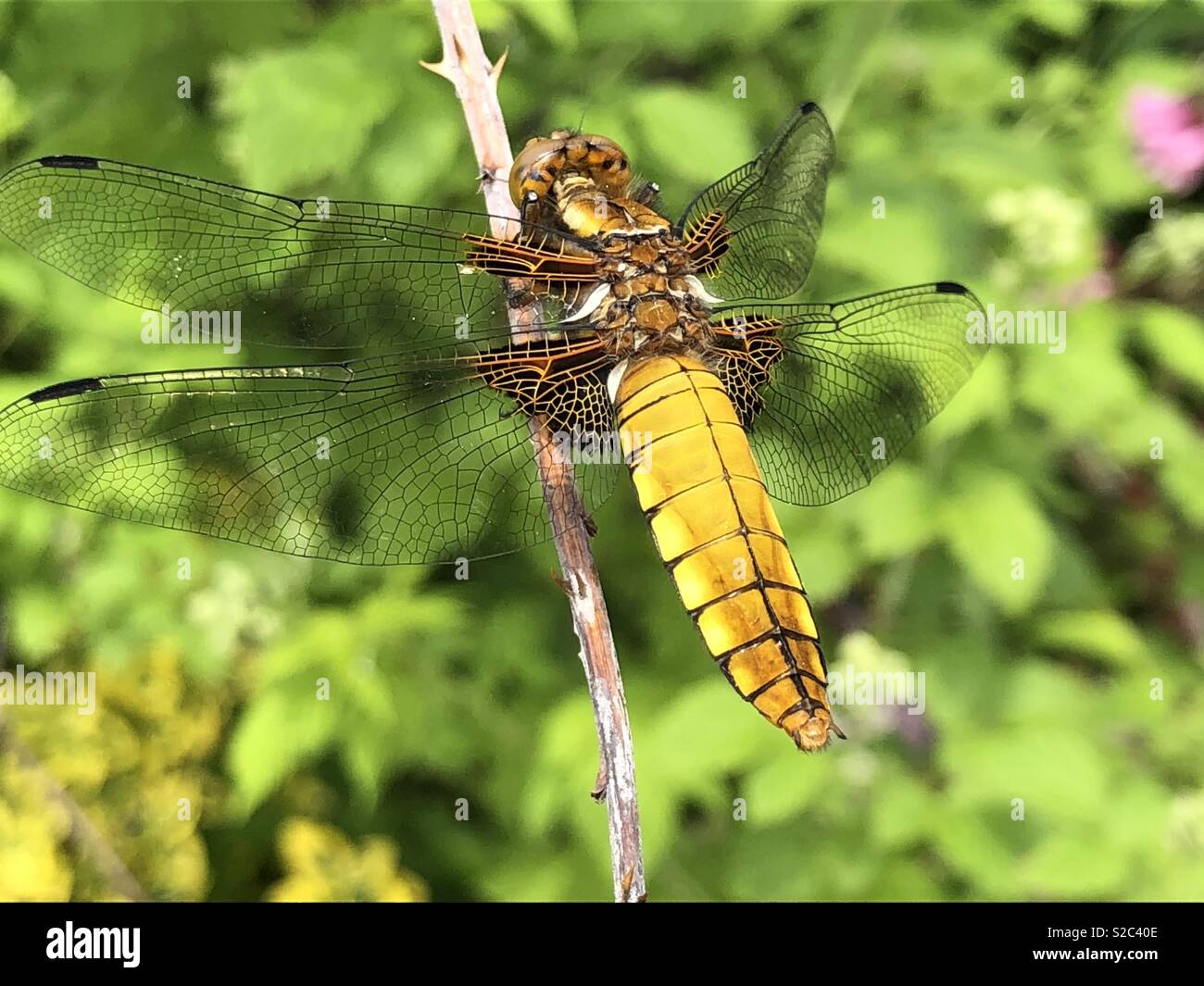 Gold dragonfly hi-res stock photography and images - Alamy