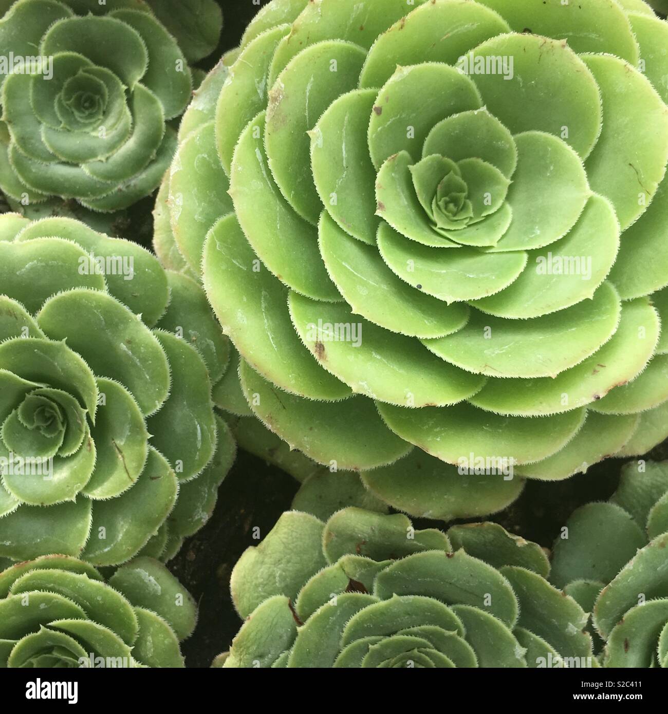 Spiral leaves plants hi-res stock photography and images - Alamy