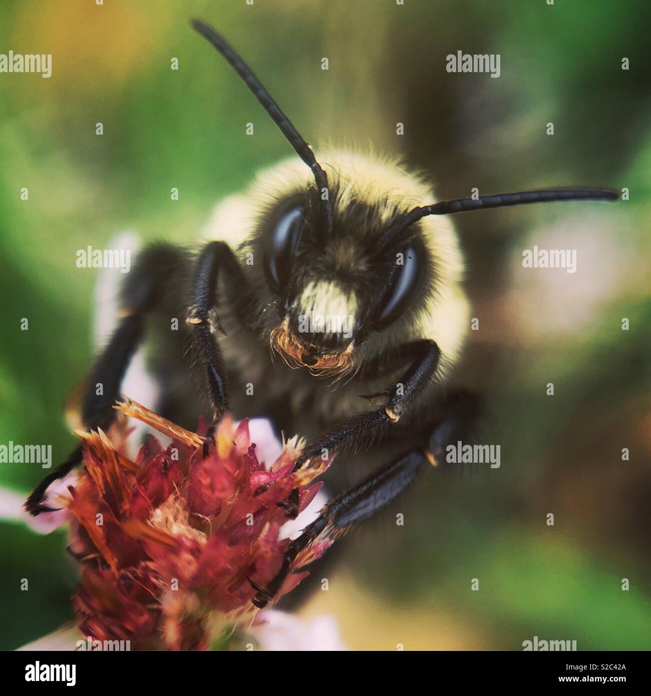 Common eastern bumblebee Stock Photo - Alamy