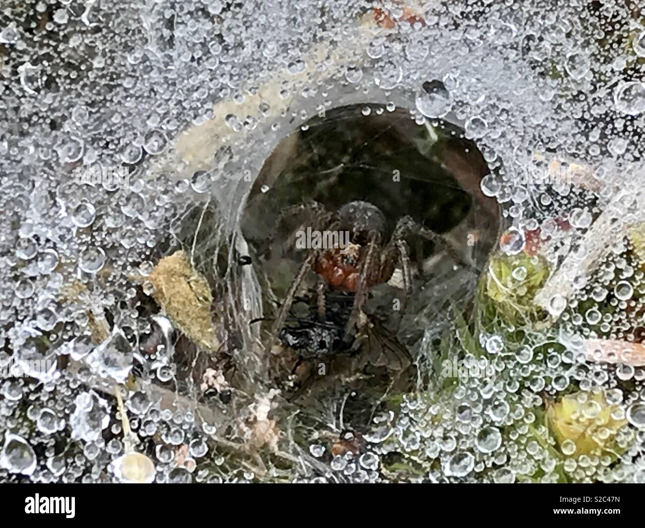 Tunnel spider on its web hi-res stock photography and images - Alamy