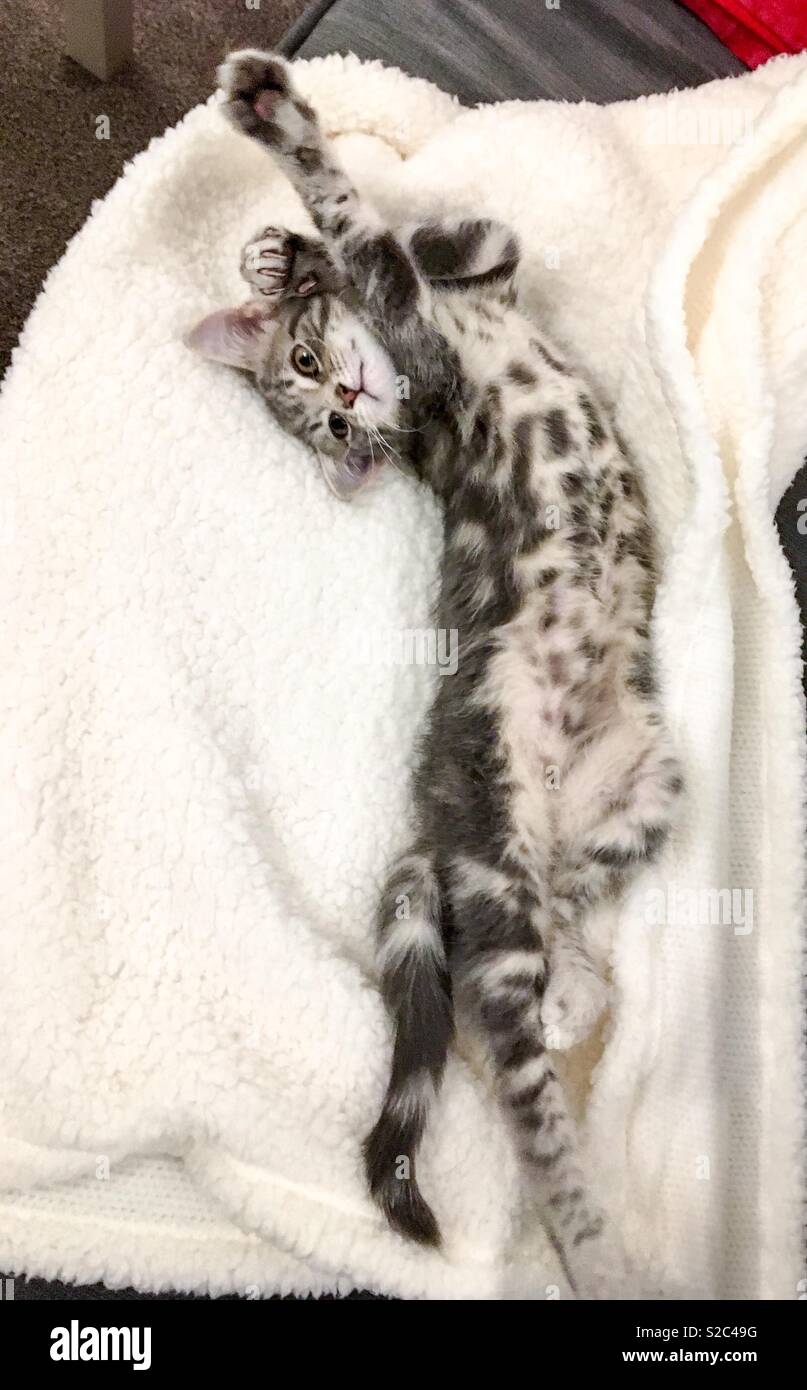 Pose cat stretching hi-res stock photography and images - Alamy