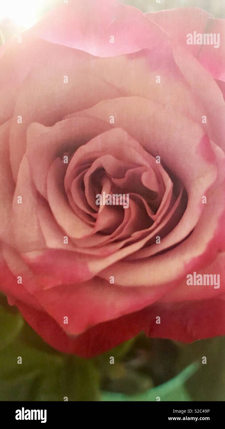 Lovely, Wild red, pink rose growing in the garden Stock Photo - Alamy