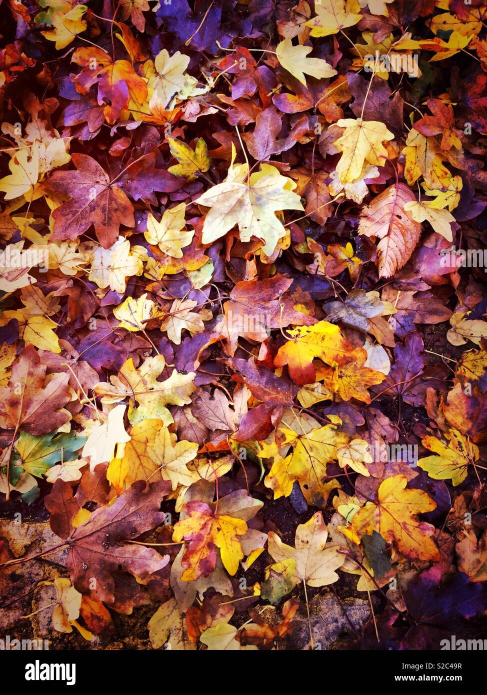 Autumn leaves ground covered Stock Photo - Alamy