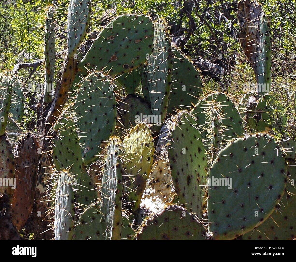 Opuntia Prickly Pear Cactus Stock Photos & Opuntia Prickly Pear Cactus ...