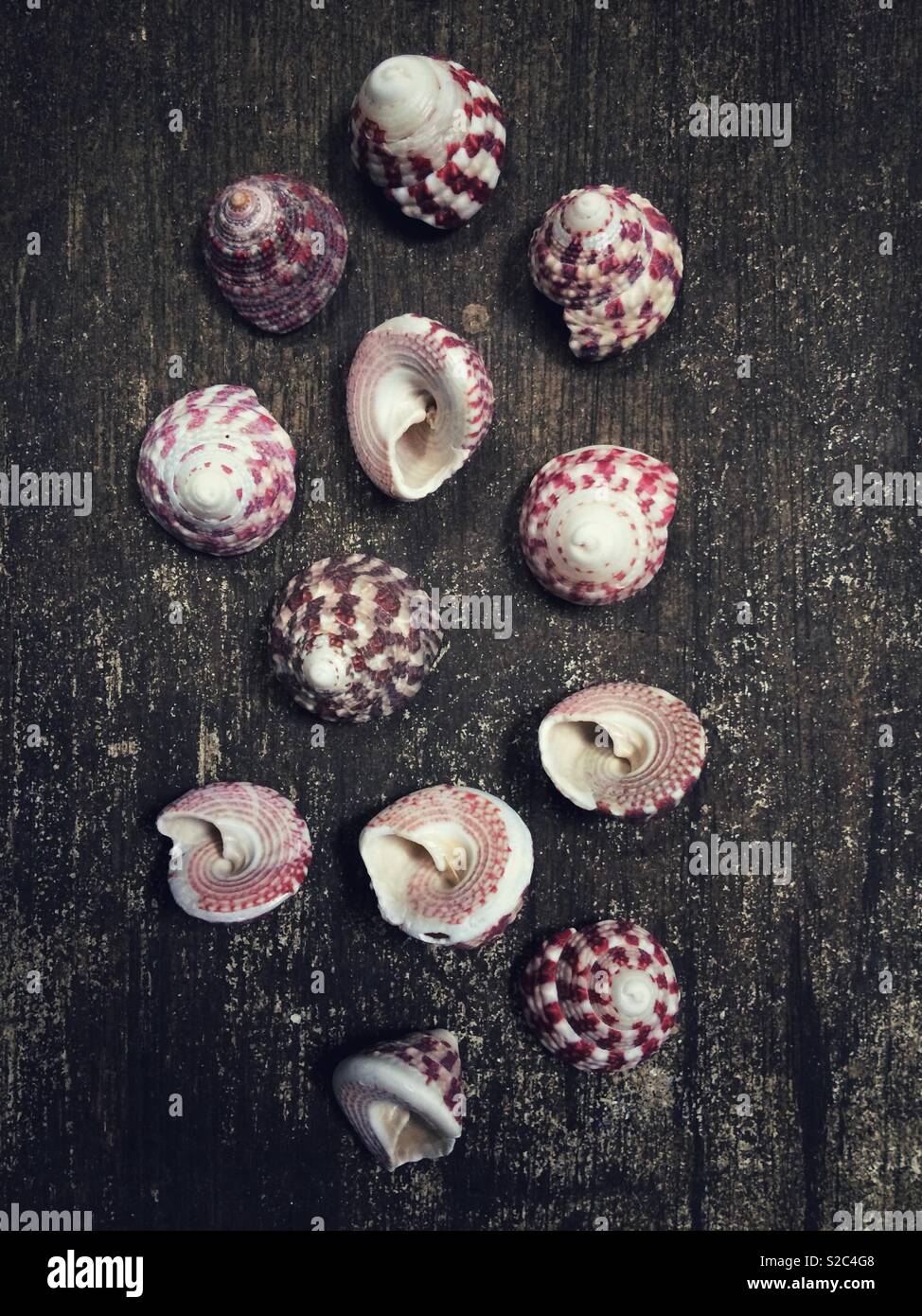 Trochus sea shells hi-res stock photography and images - Alamy