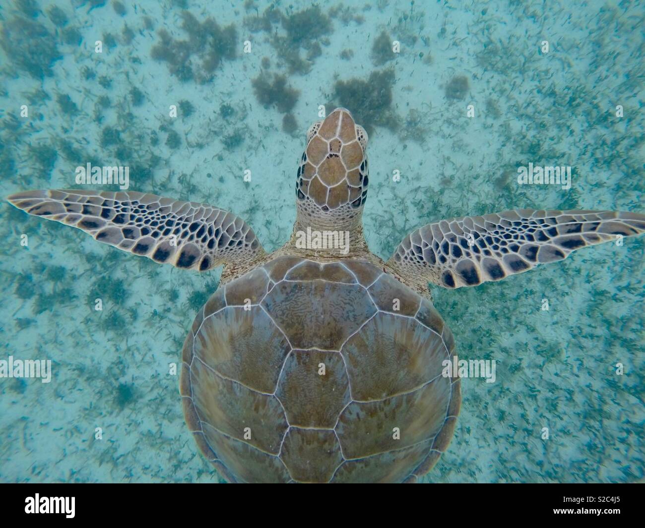 Sea turtle swimming Stock Photo - Alamy