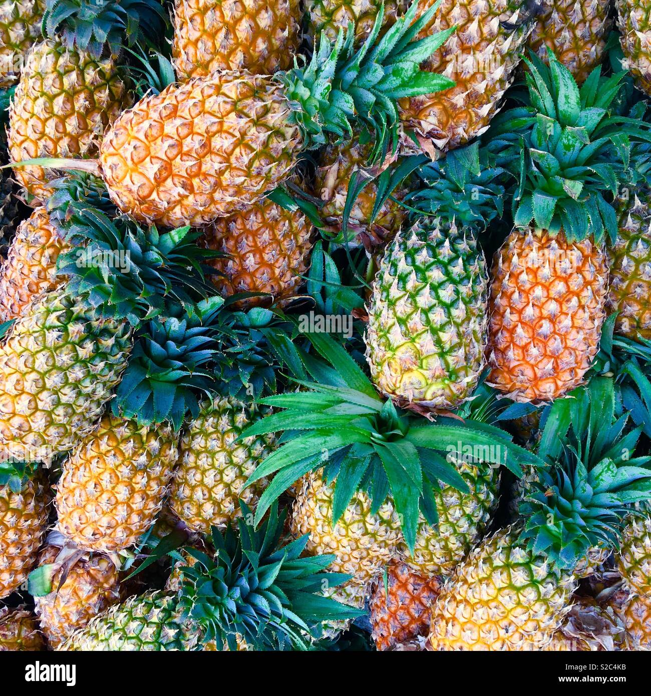 Pineapples Hi res Stock Photography And Images Alamy