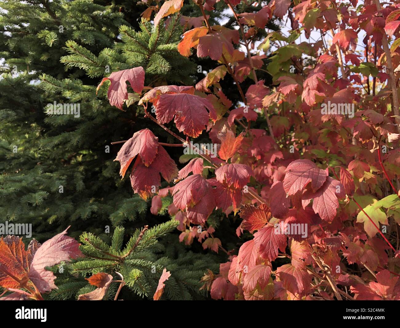 Autumn is here Stock Photo - Alamy