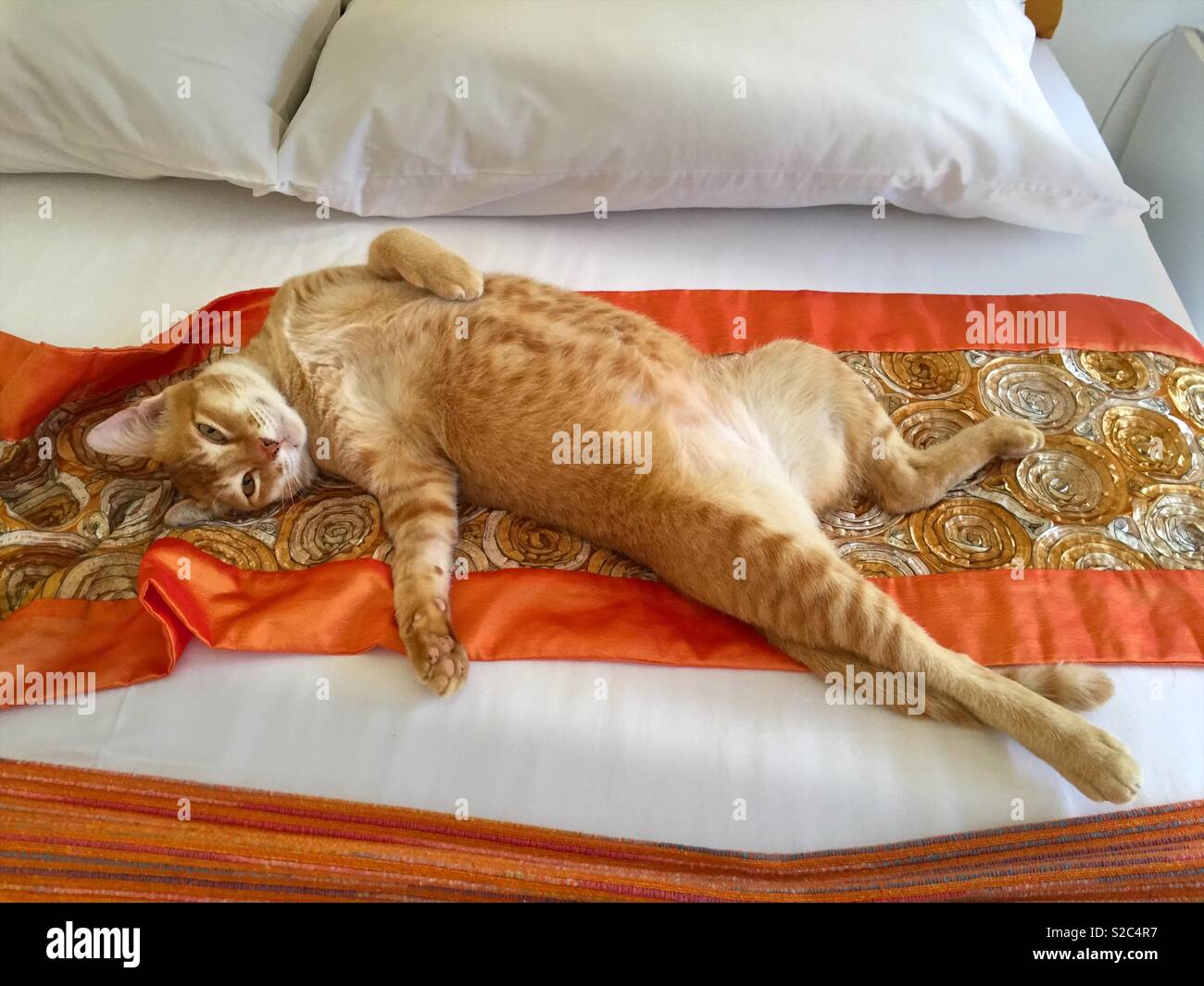 A Ginger tom cat having a lay down Stock Photo - Alamy