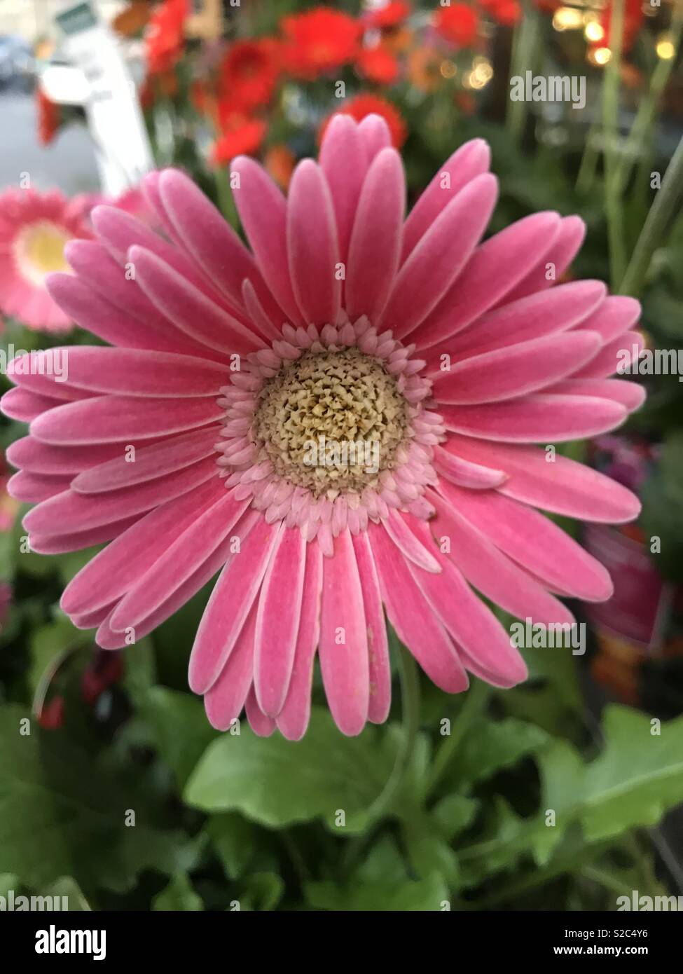 Pink Gerber Daisy Stock Photo - Alamy