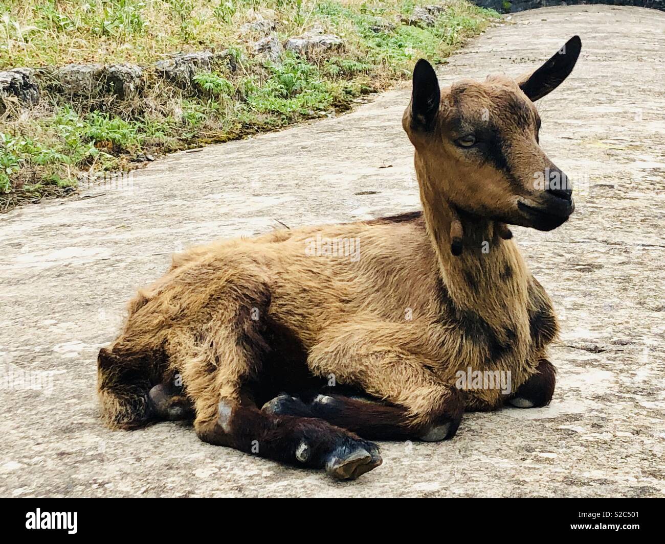 Beautiful young goat sitting on ruin in Montenegro Stock Photo - Alamy