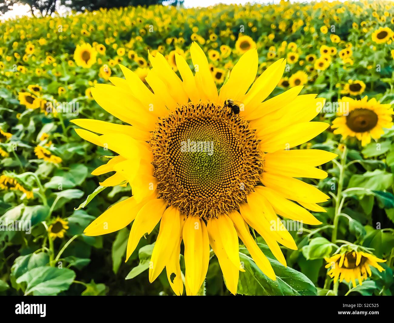 Sunflower standing tall hi-res stock photography and images - Alamy