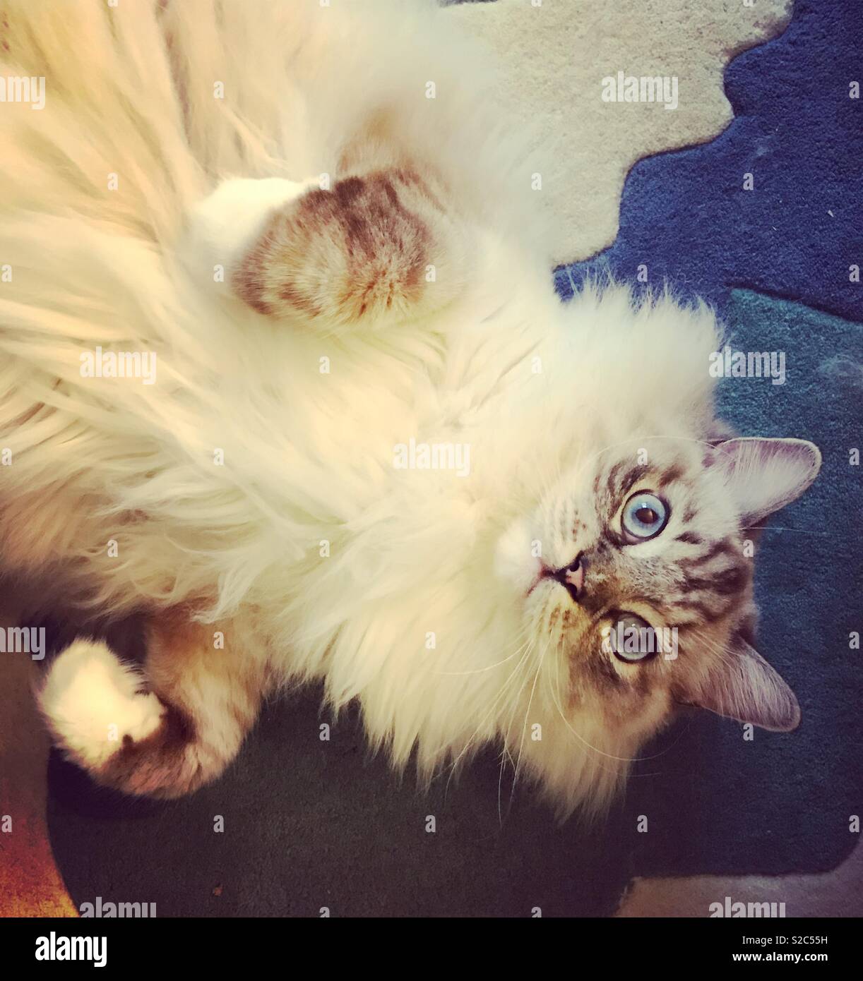 Ragdoll cat hi-res stock photography and images - Alamy