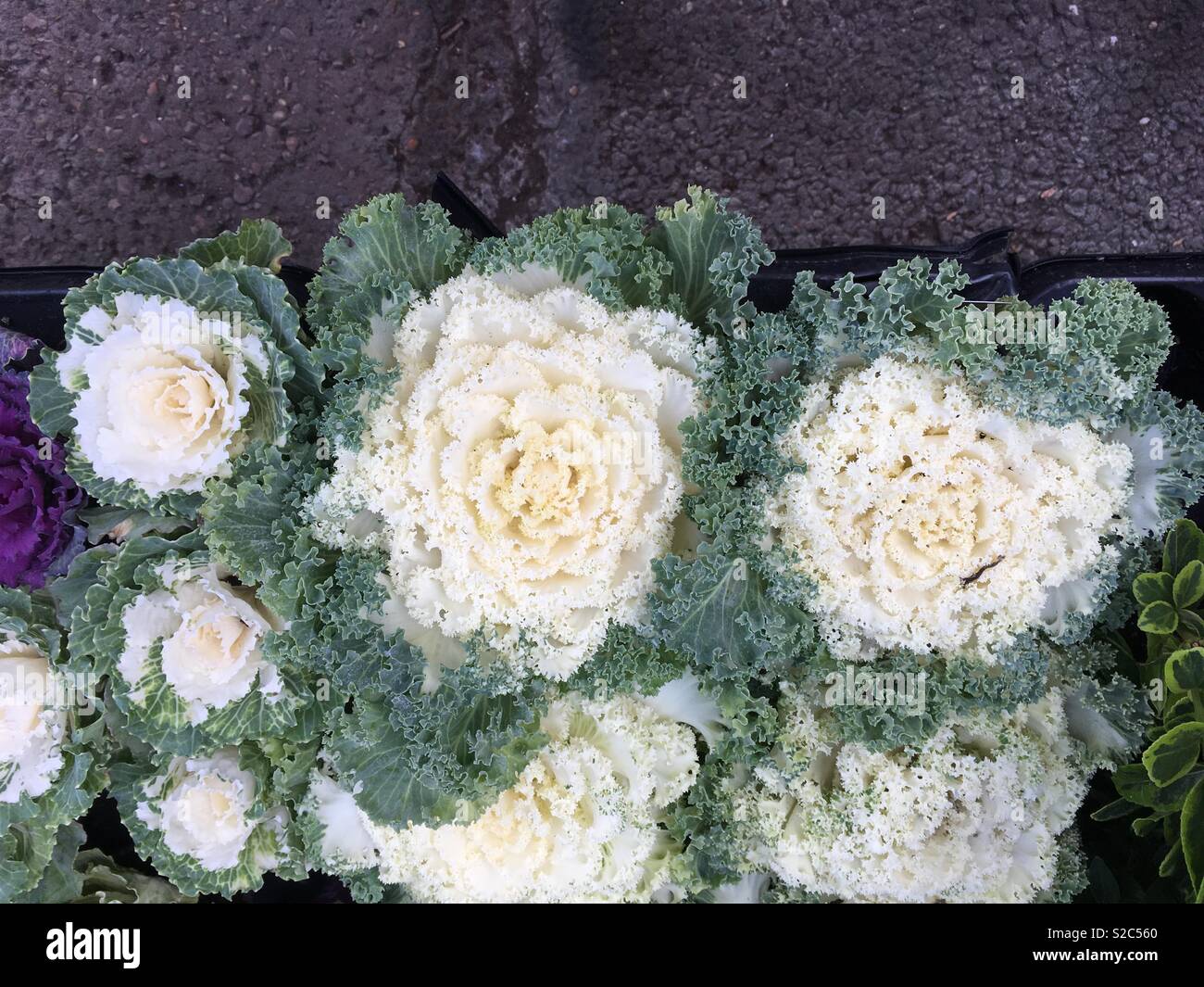 Ornamental cabbages hi-res stock photography and images - Alamy