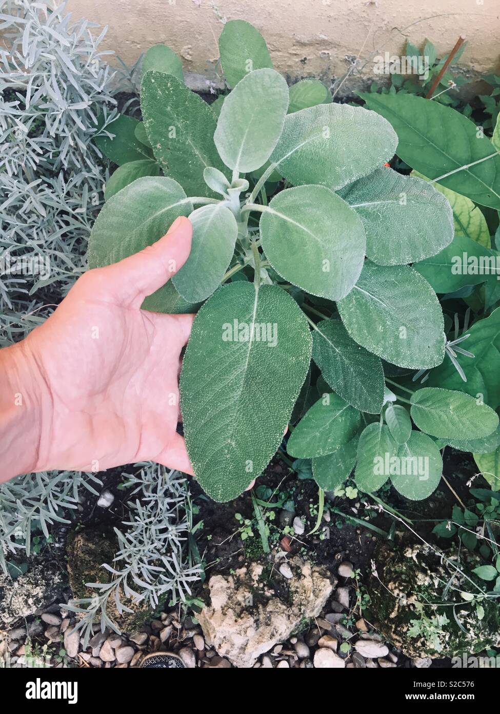 Hand compared to sage leaves Stock Photo - Alamy