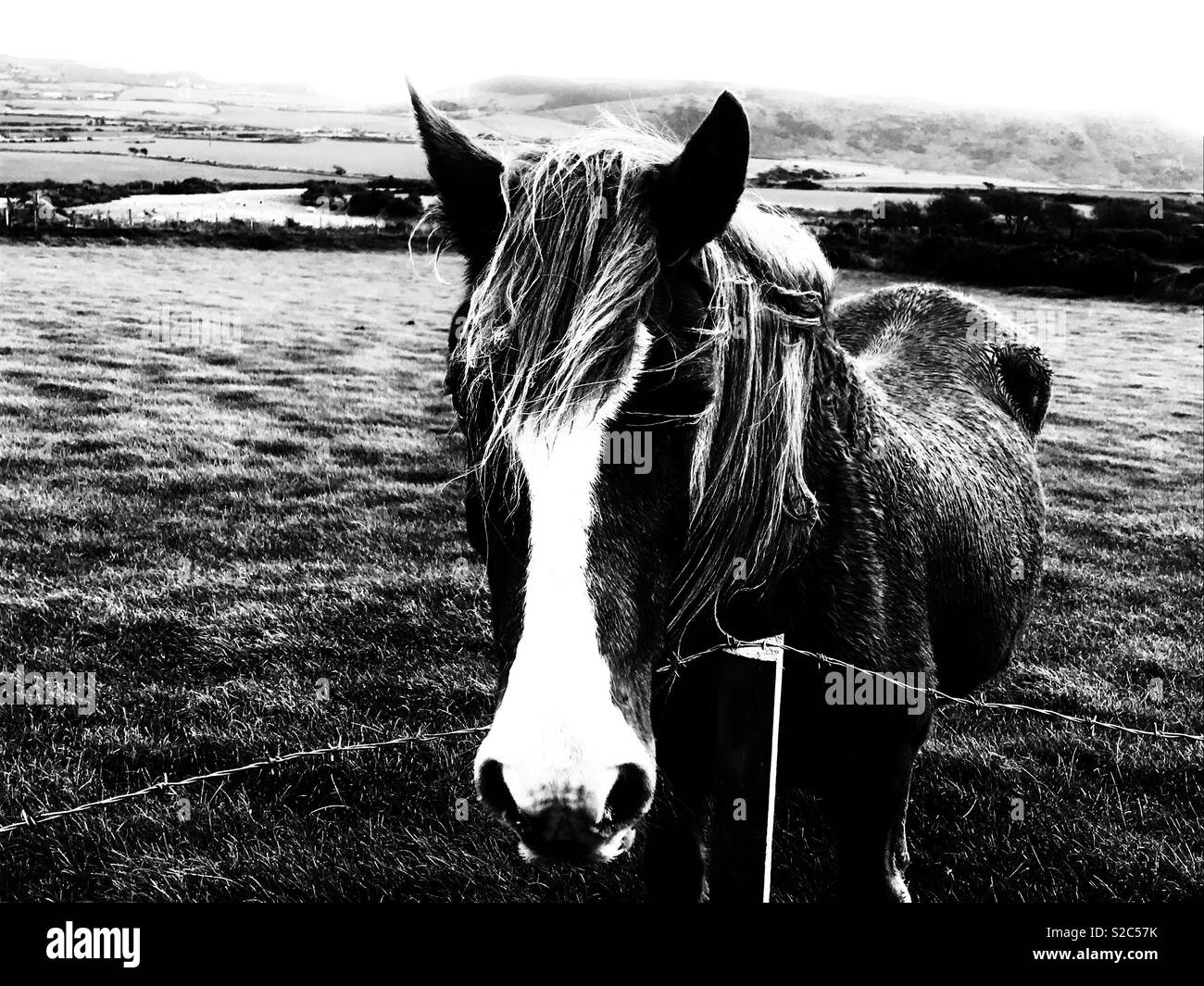 Old farm horse Stock Photo - Alamy