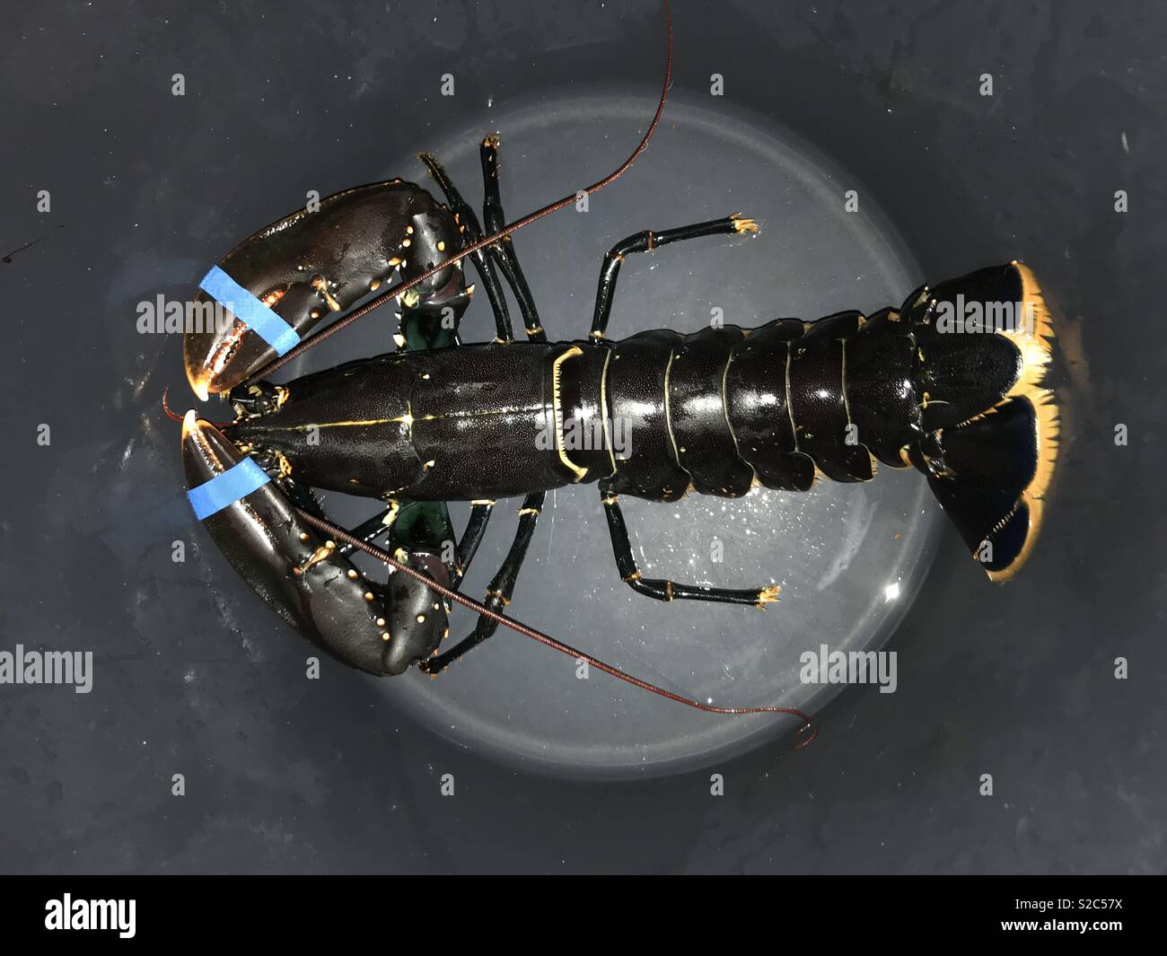 Hummer in a bucket Stock Photo - Alamy