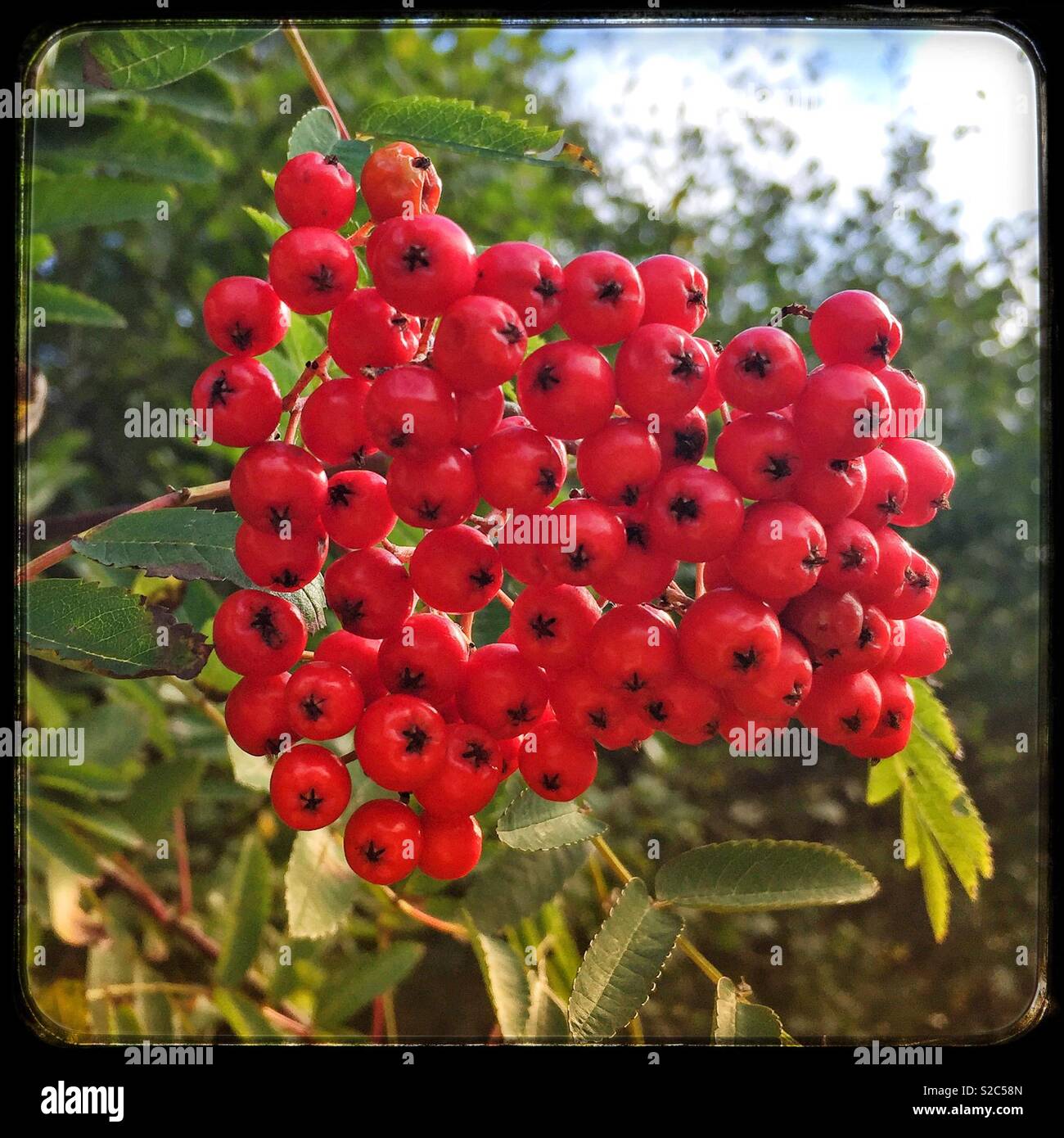 Rowan tree uk berries hi-res stock photography and images - Alamy