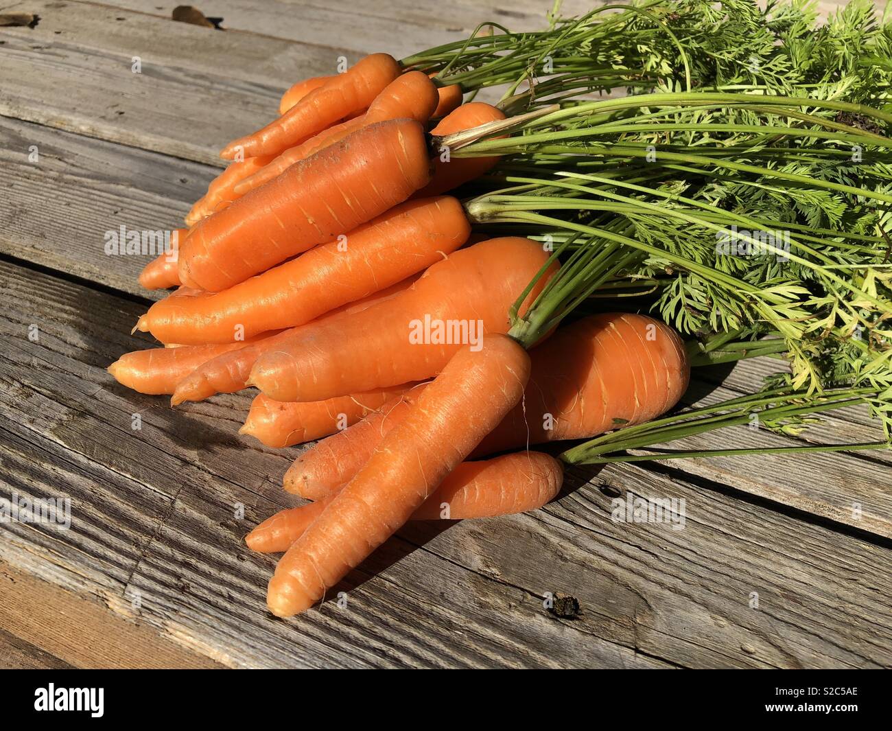 Carrot harvest hi-res stock photography and images - Alamy
