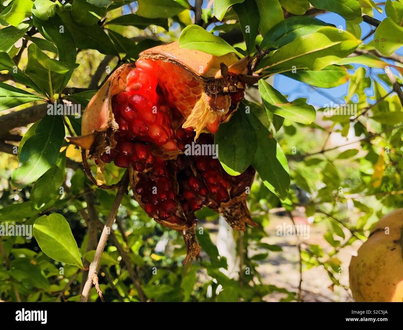 Pomegranate leaves hi-res stock photography and images - Alamy