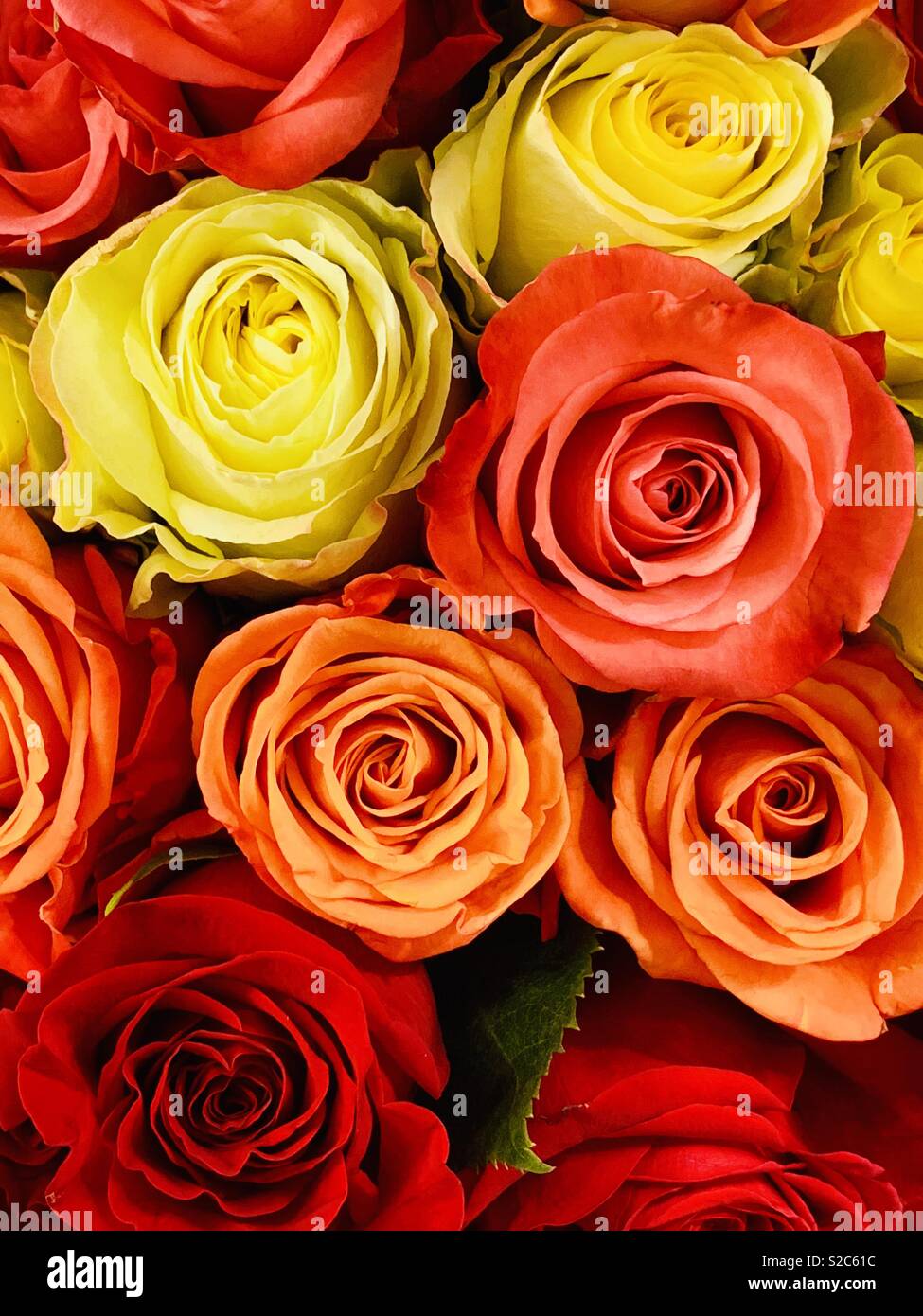 The way of roses hi-res stock photography and images - Alamy
