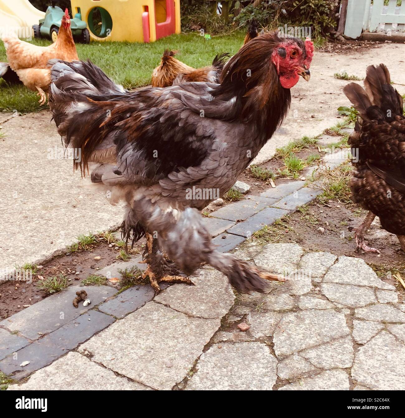 Feathered Legs High Resolution Stock Photography and Images - Alamy