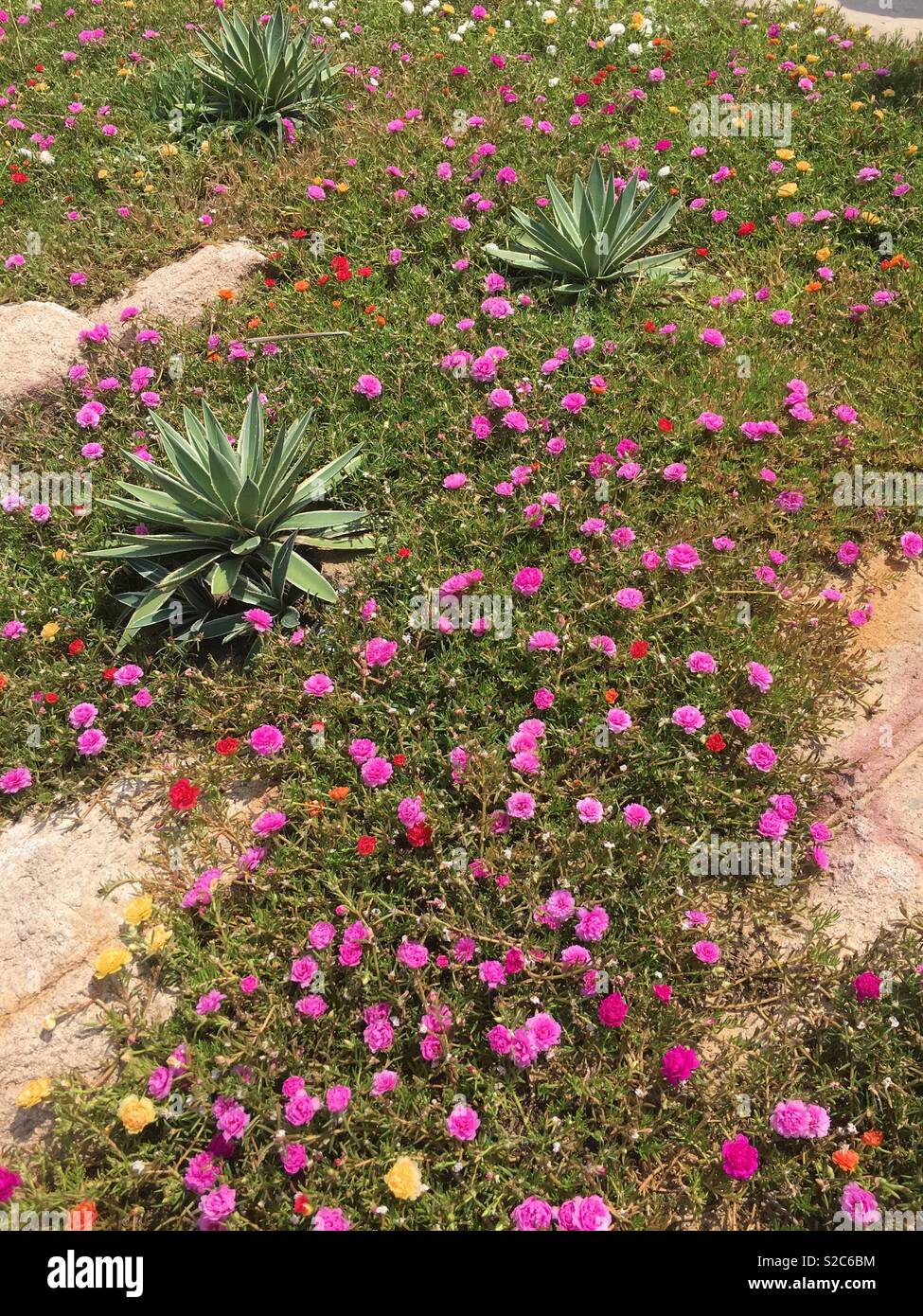 Roses moss hi-res stock photography and images - Alamy