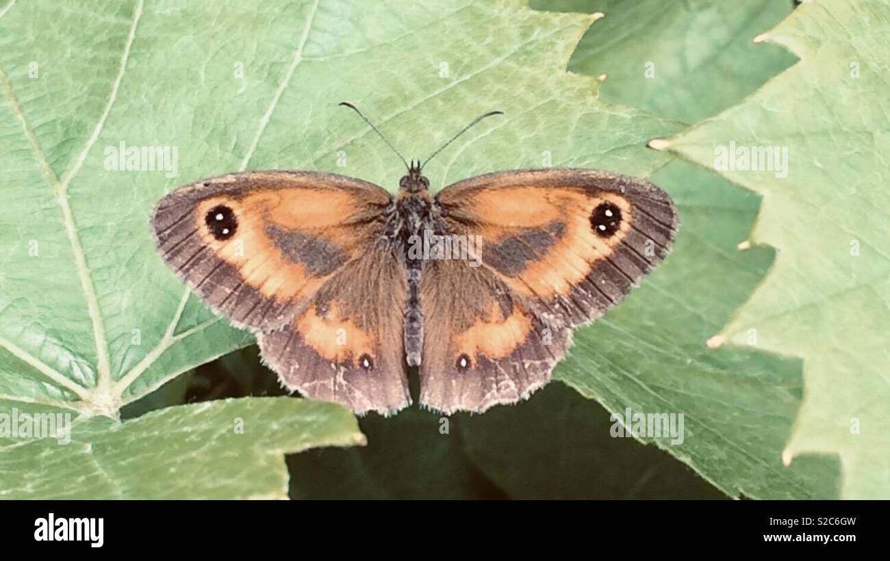Gatekeeper butterfly on a green leaf Stock Photo - Alamy