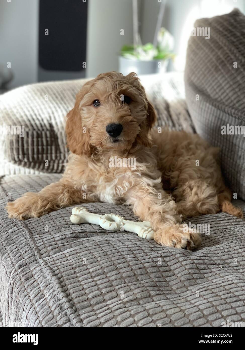 Golden cockapoo hi-res stock photography and images - Alamy