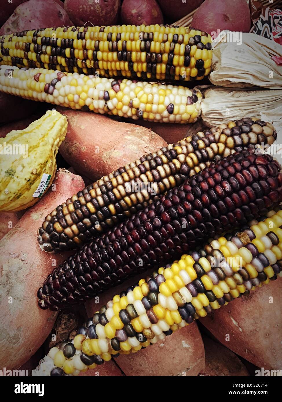 Indian sweet corn hi-res stock photography and images - Alamy