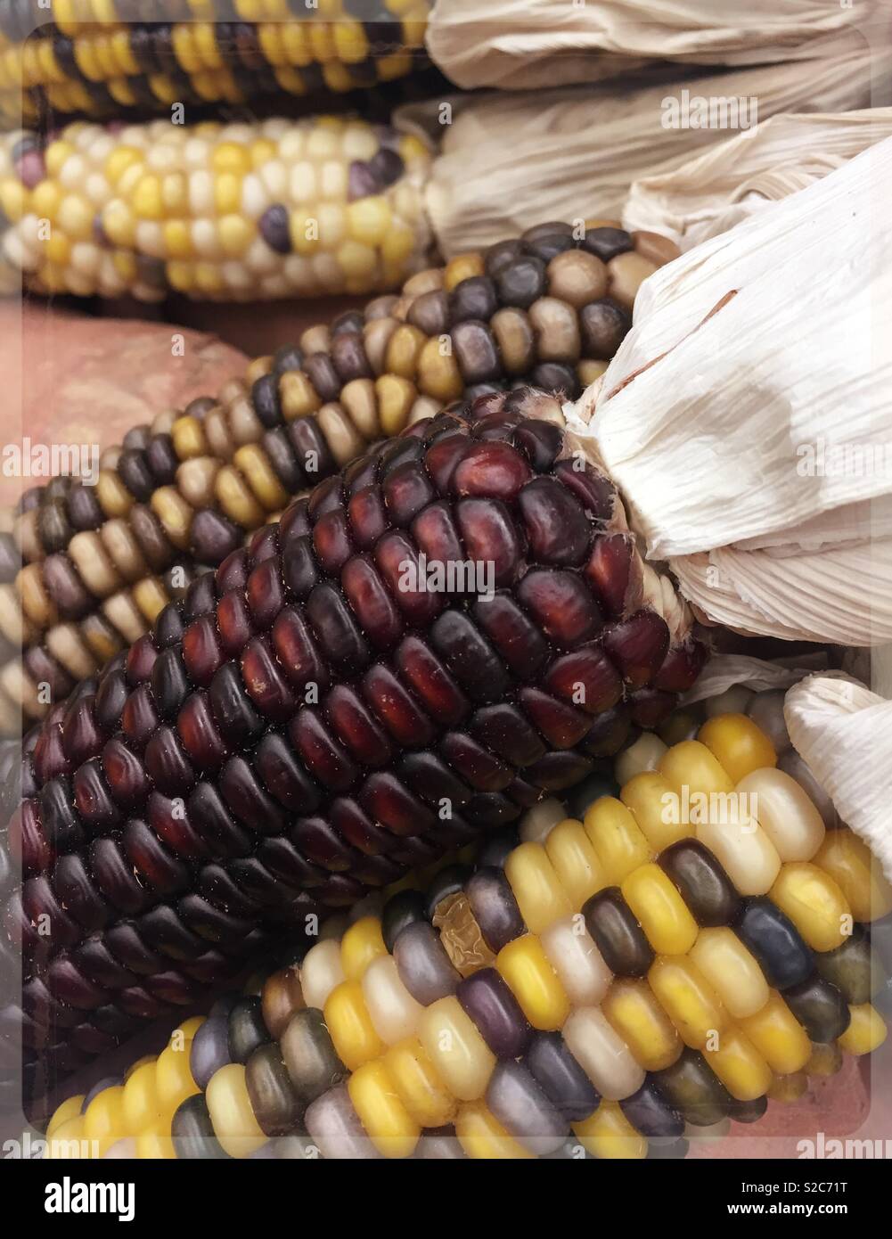 Autumn Display of Indian corn, USA Stock Photo - Alamy