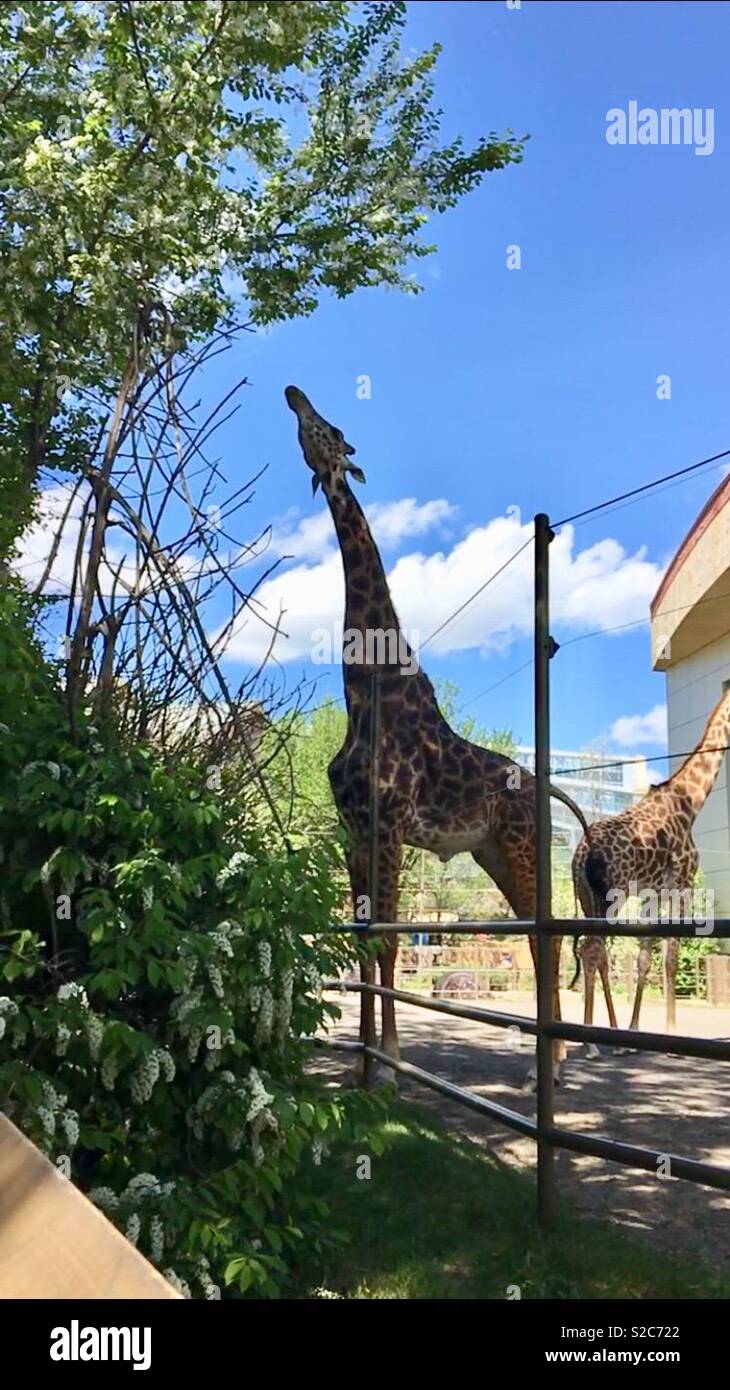 Giraffe reaching hi-res stock photography and images - Alamy