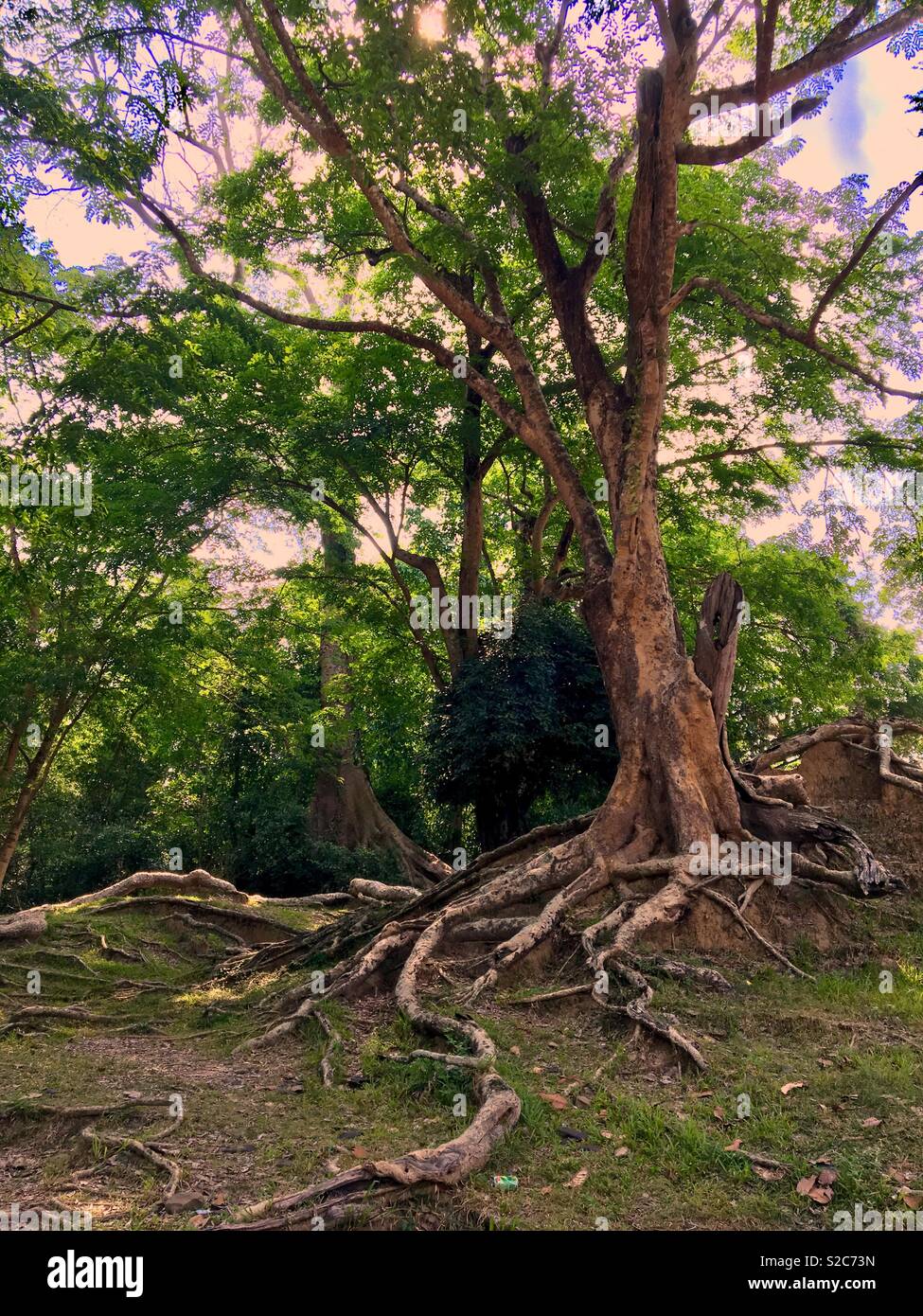 Tropical old tree with exposed roots in Cambodia Stock Photo - Alamy