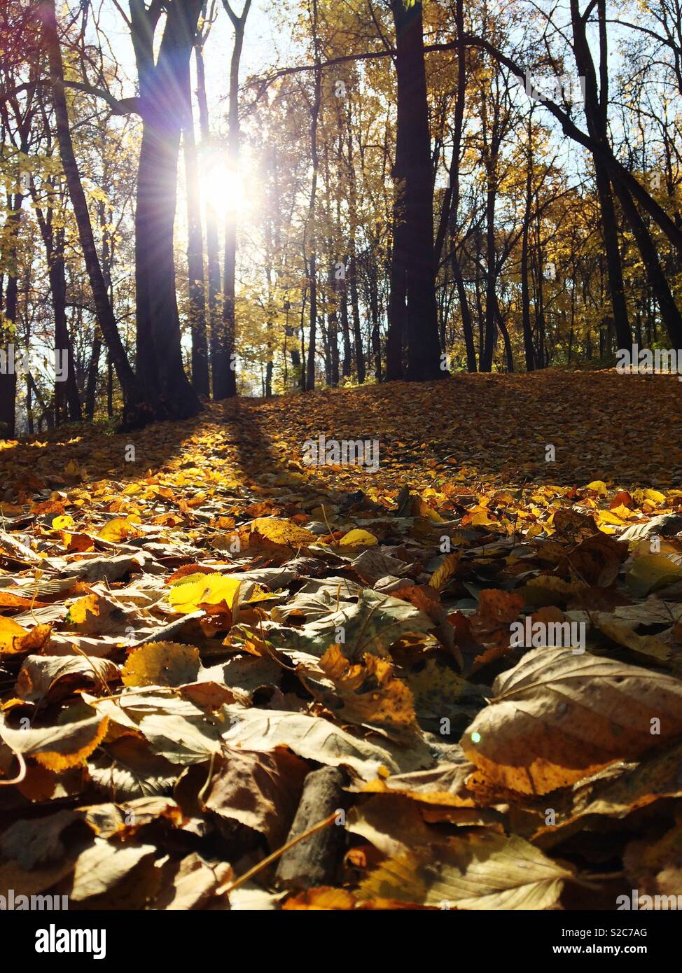 Forest ground low angle hi-res stock photography and images - Alamy