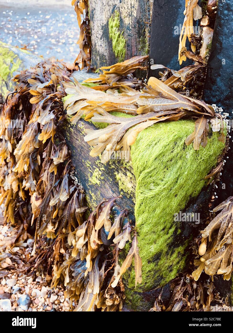 Wood breakwater hi-res stock photography and images - Alamy