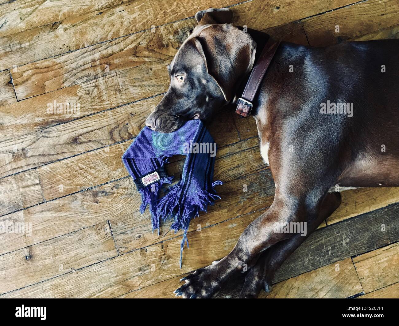 Short haired germain pointer hi-res stock photography and images - Alamy