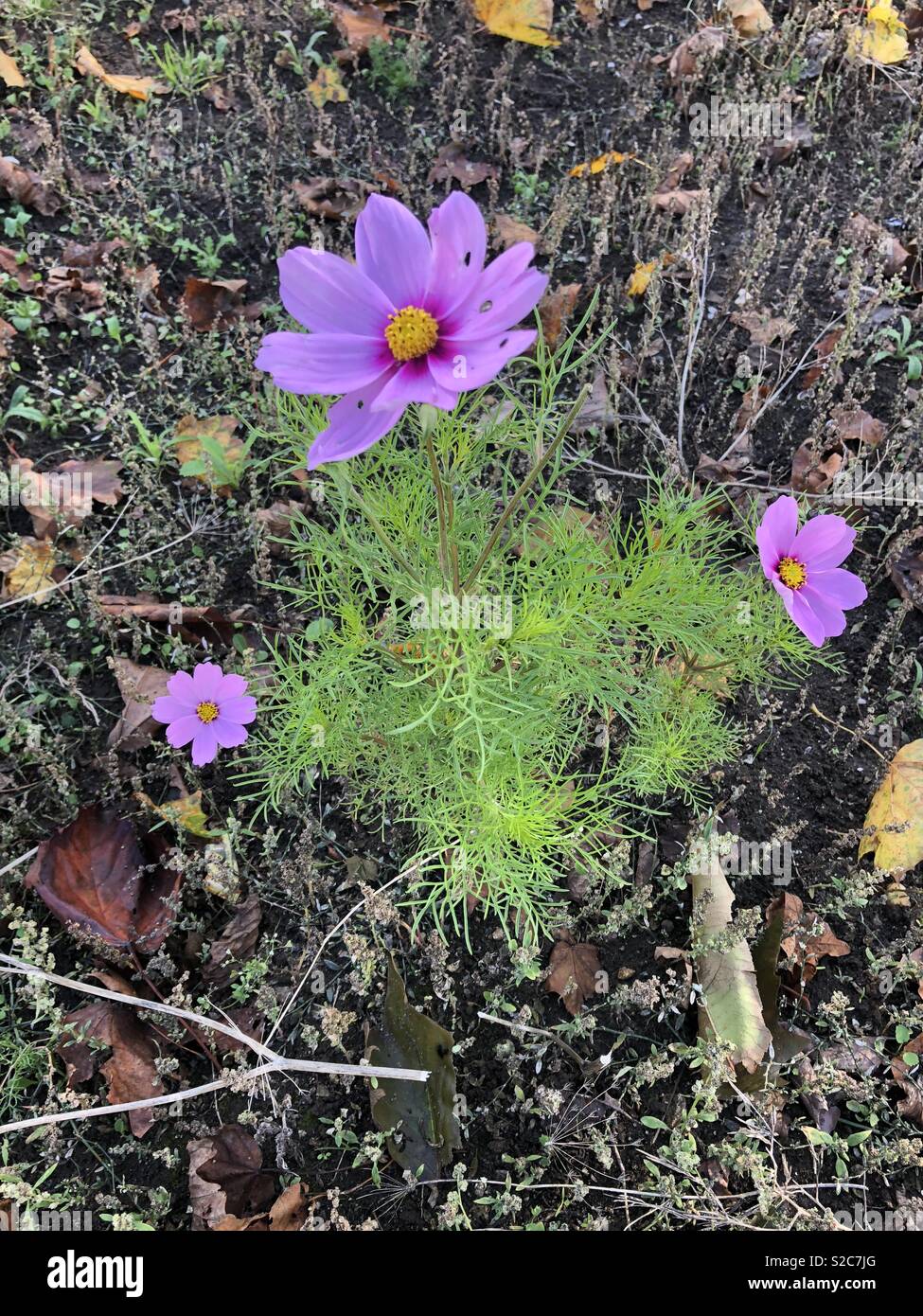 Cosmos in the wild Stock Photo - Alamy
