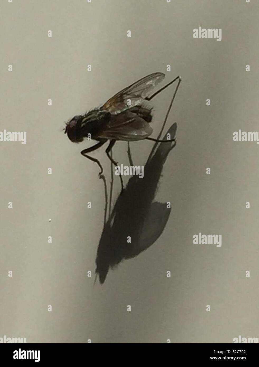 Shadow fly hi-res stock photography and images - Alamy