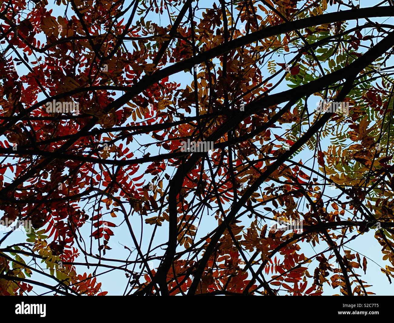 Rowan leaves in fall colors hi-res stock photography and images - Alamy