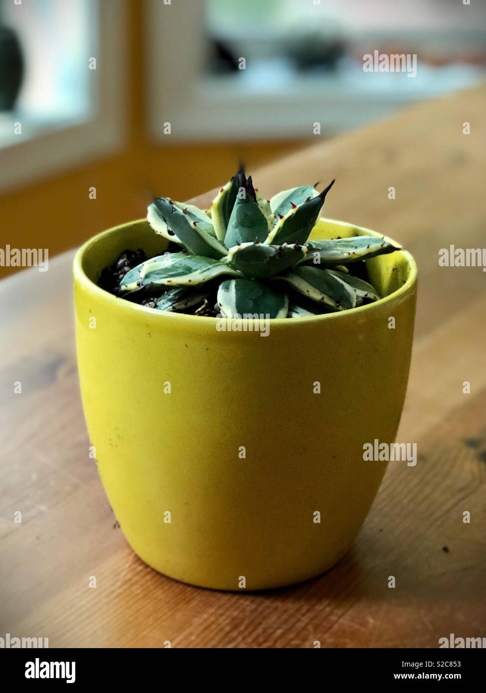 Agave plant in pot hi-res stock photography and images - Alamy