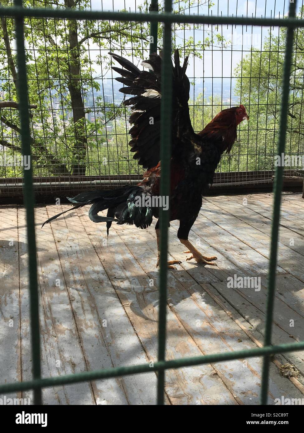 Flapping chicken hi-res stock photography and images - Alamy