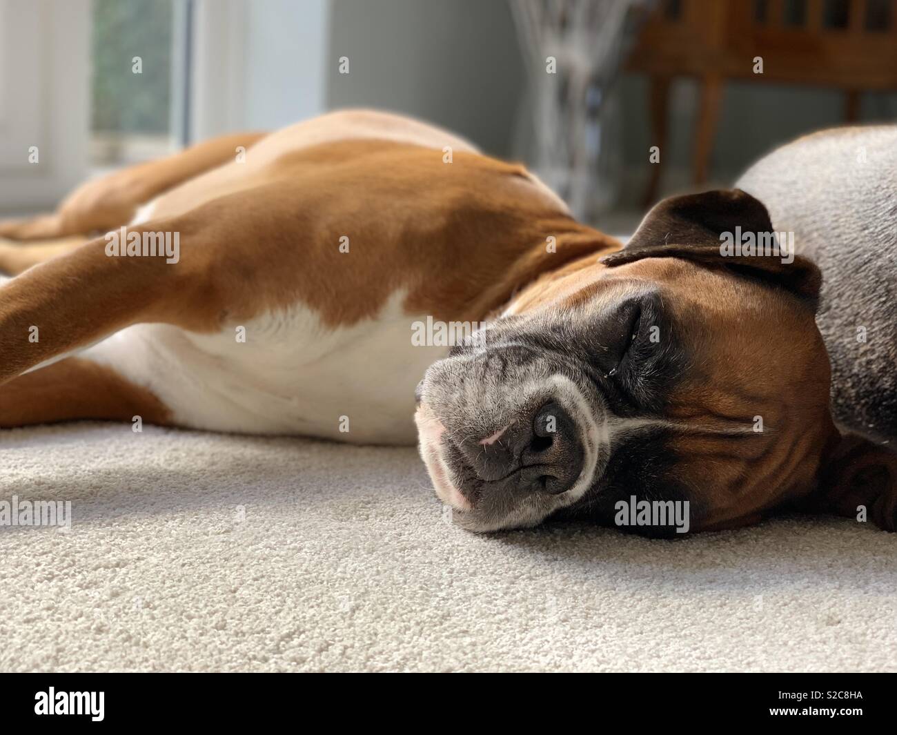 Orange boxer hi-res stock photography and images - Alamy