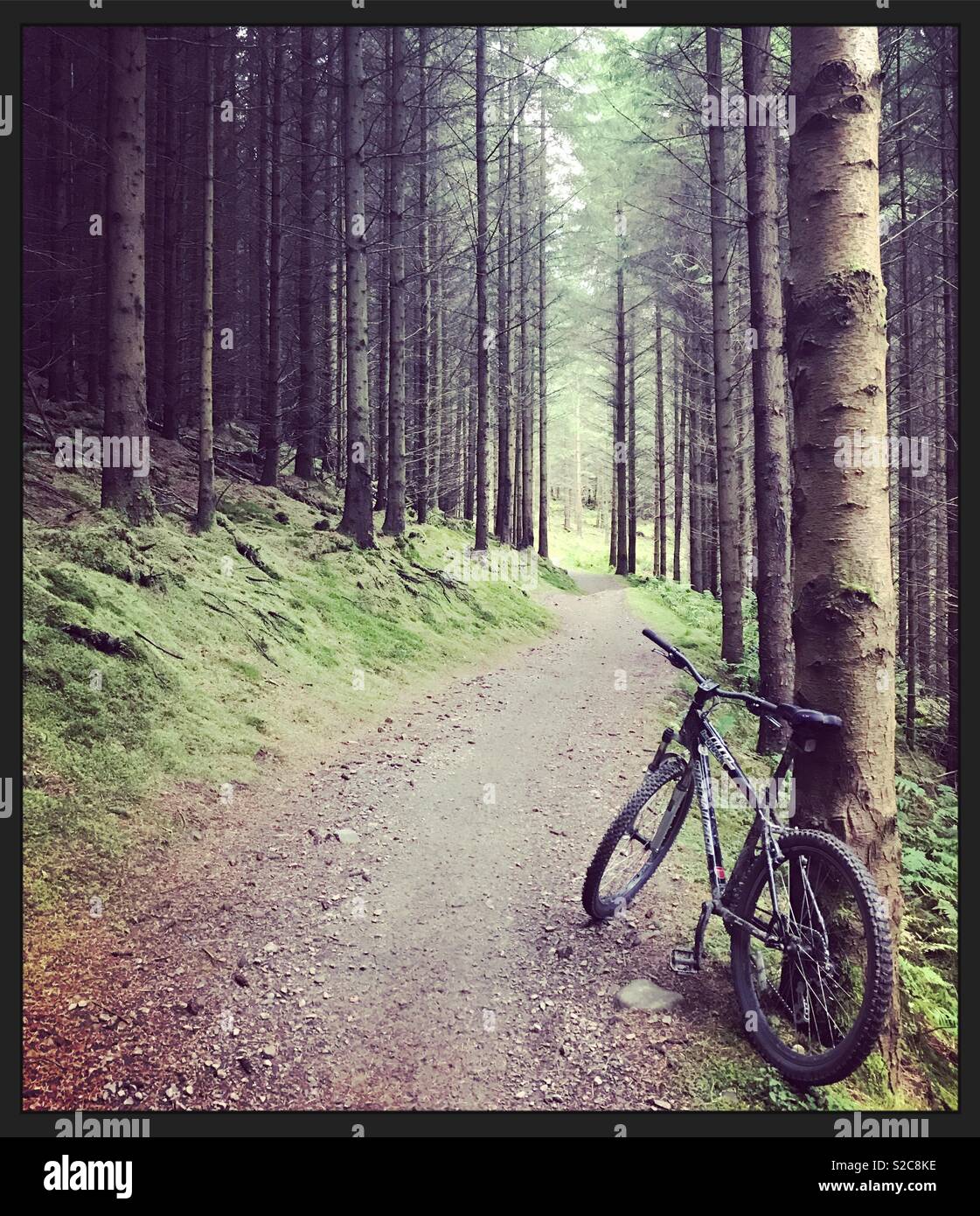 Woodland cycle ride hi-res stock photography and images - Alamy
