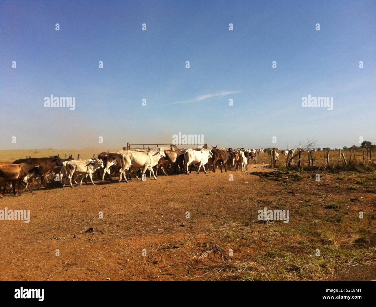 Cattle venezuela hi-res stock photography and images - Alamy