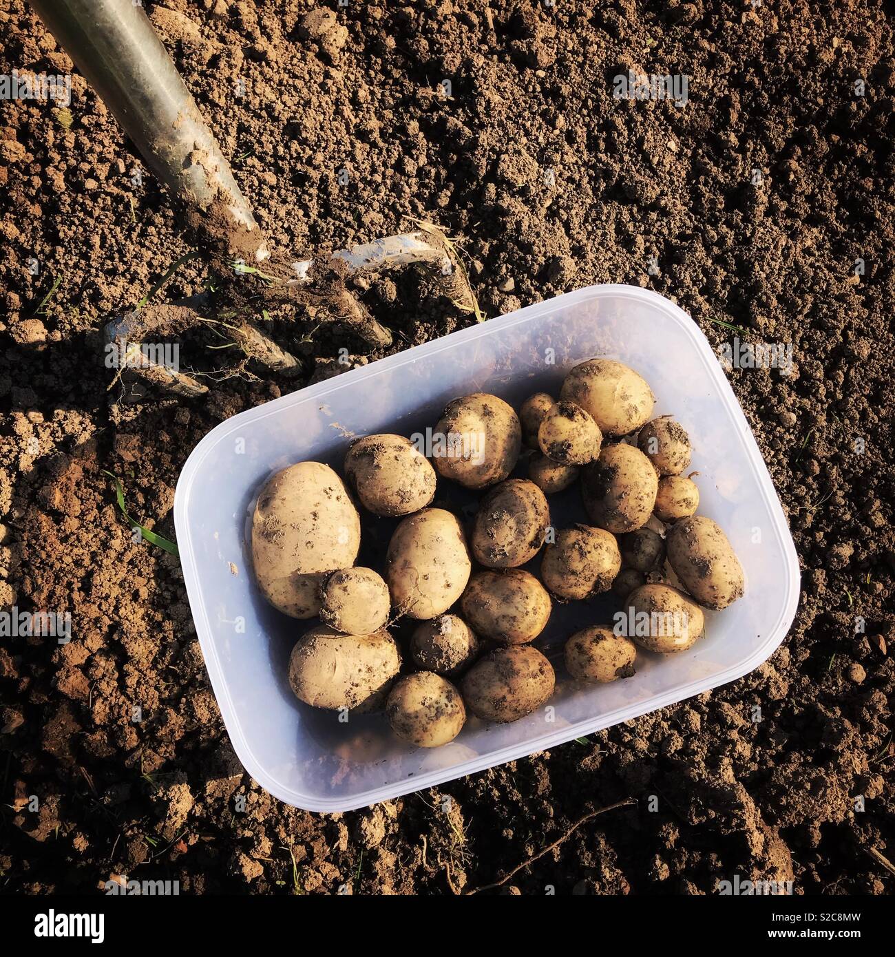 Allotment spuds hi-res stock photography and images - Alamy